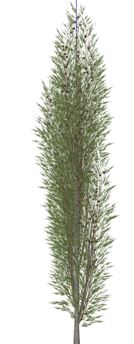 Kaslik Workshop | Tall Tree 3D